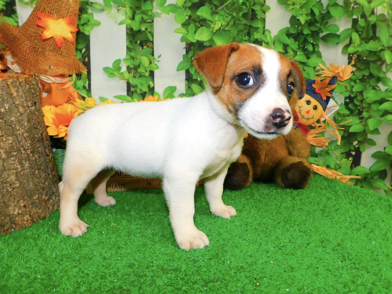Hug-A-Pup The Puppy Specialists