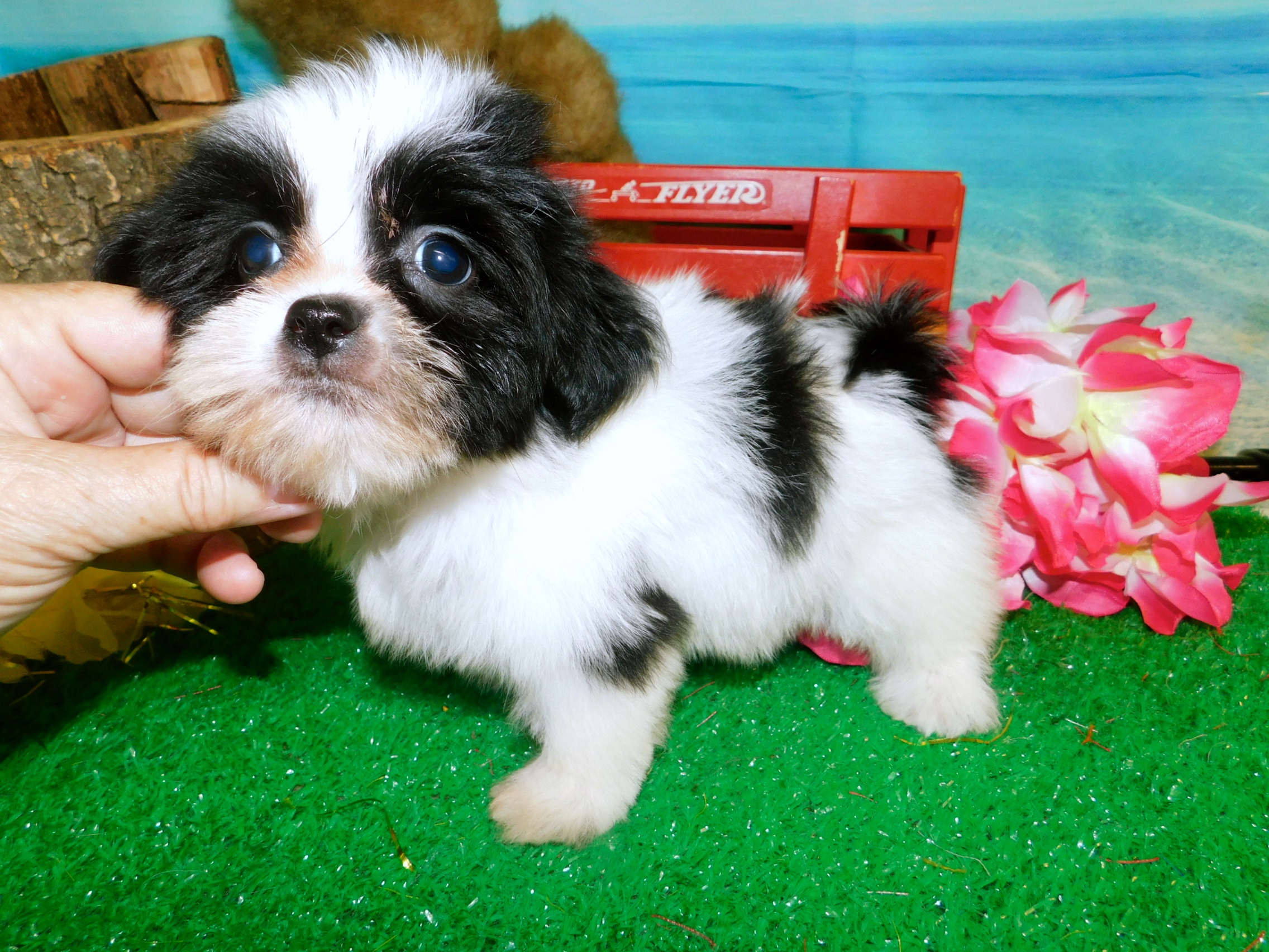 Hug-A-Pup The Puppy Specialists