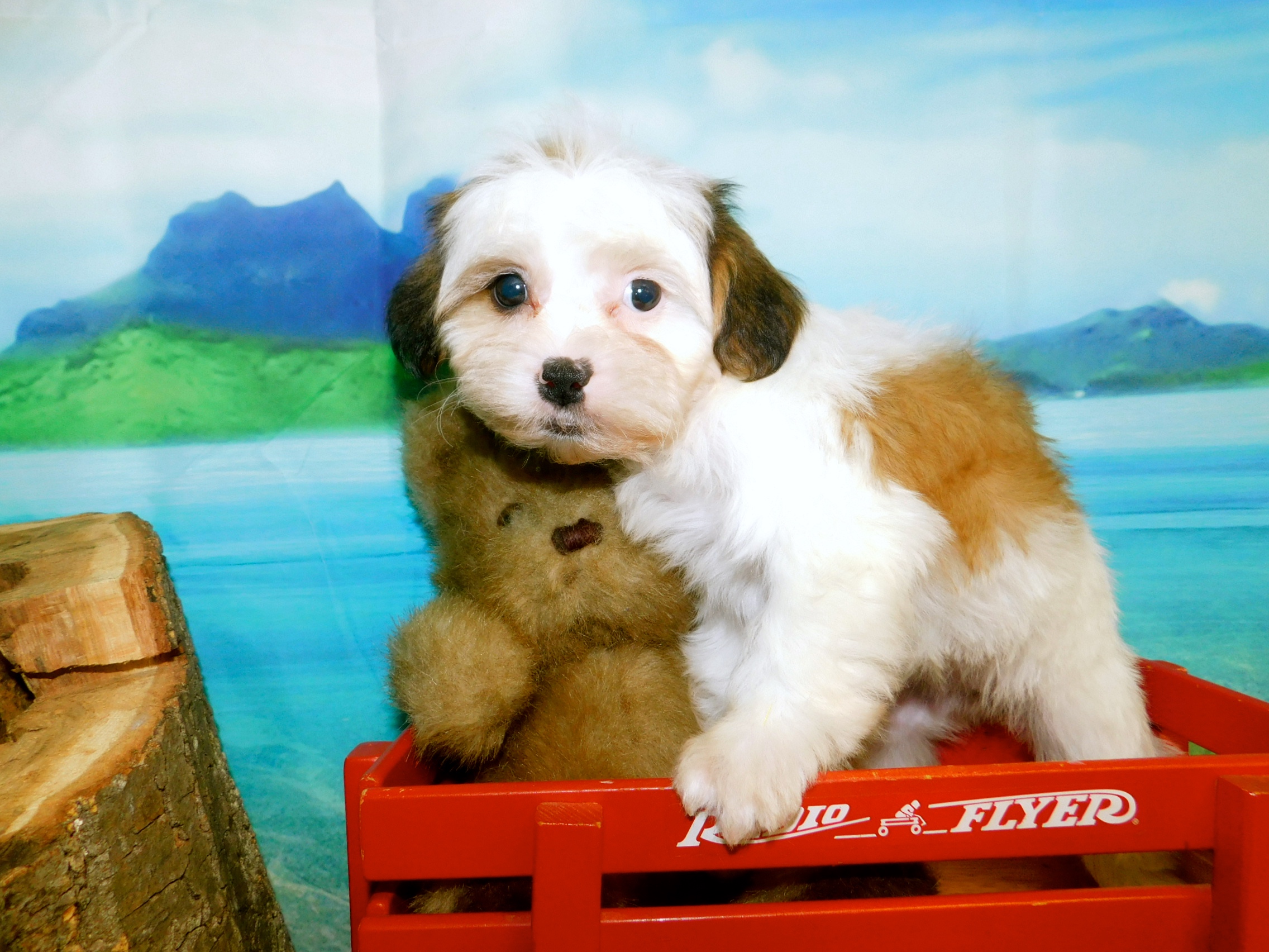 Hug-A-Pup The Puppy Specialists