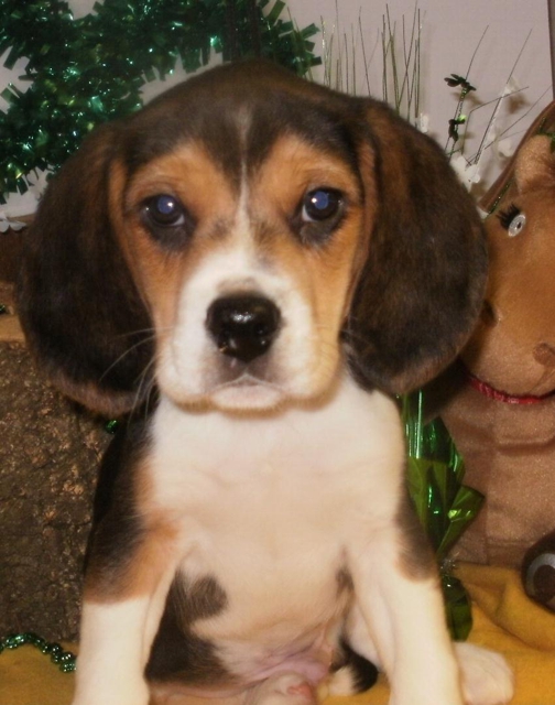 Hug-A-Pup The Puppy Specialists