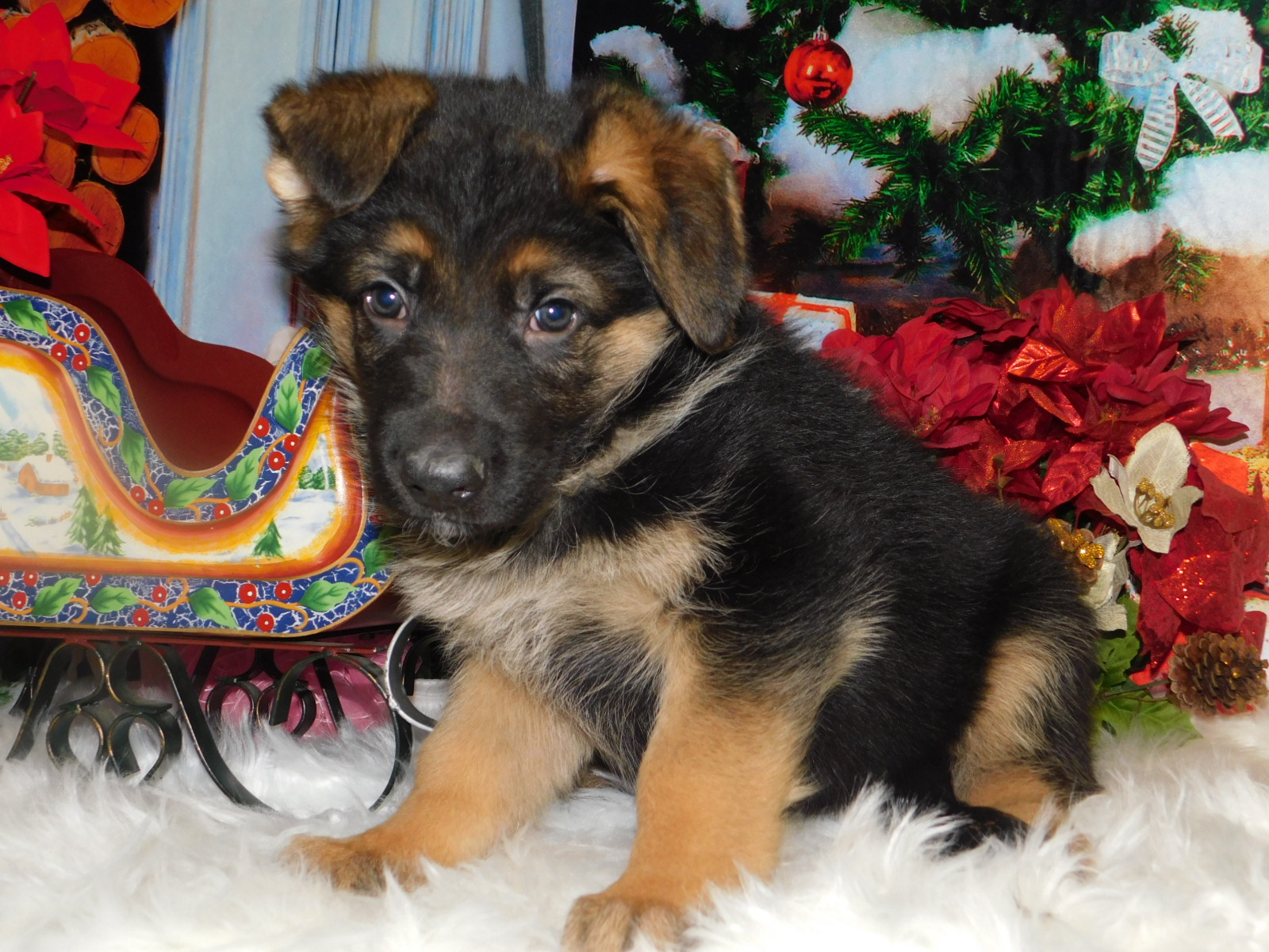 Hug-A-Pup The Puppy Specialists