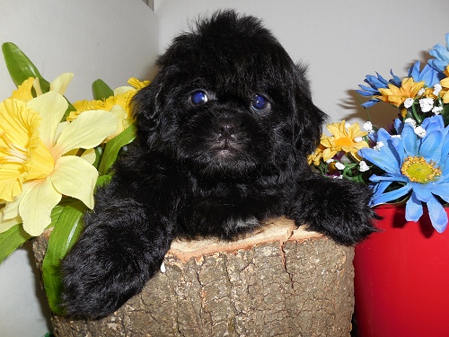 Hug A Pup - The Chicago Area Puppy Specialist