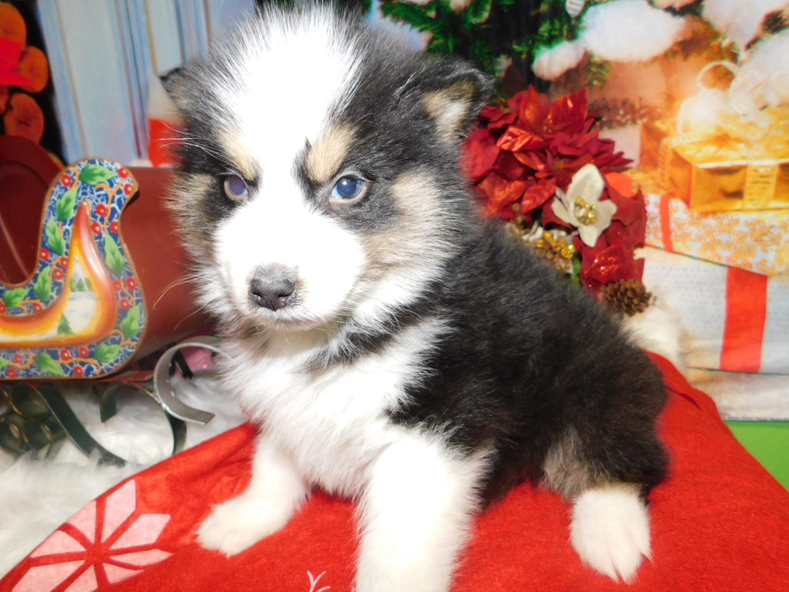 Hug-A-Pup The Puppy Specialists