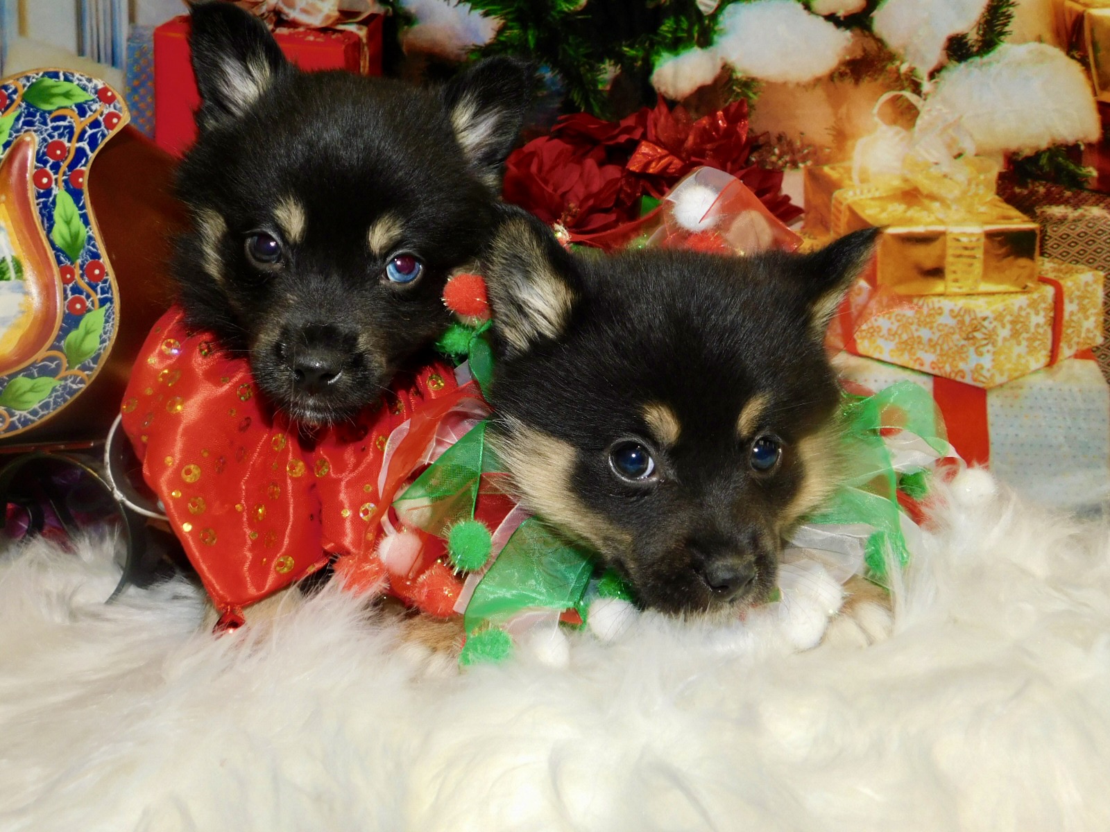 Hug-A-Pup The Puppy Specialists