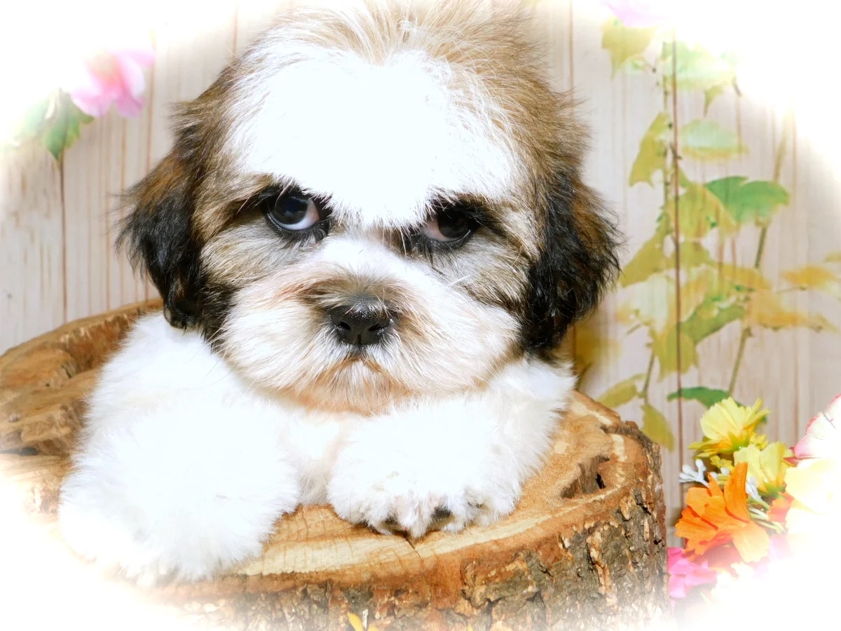 Hug-A-Pup The Puppy Specialists