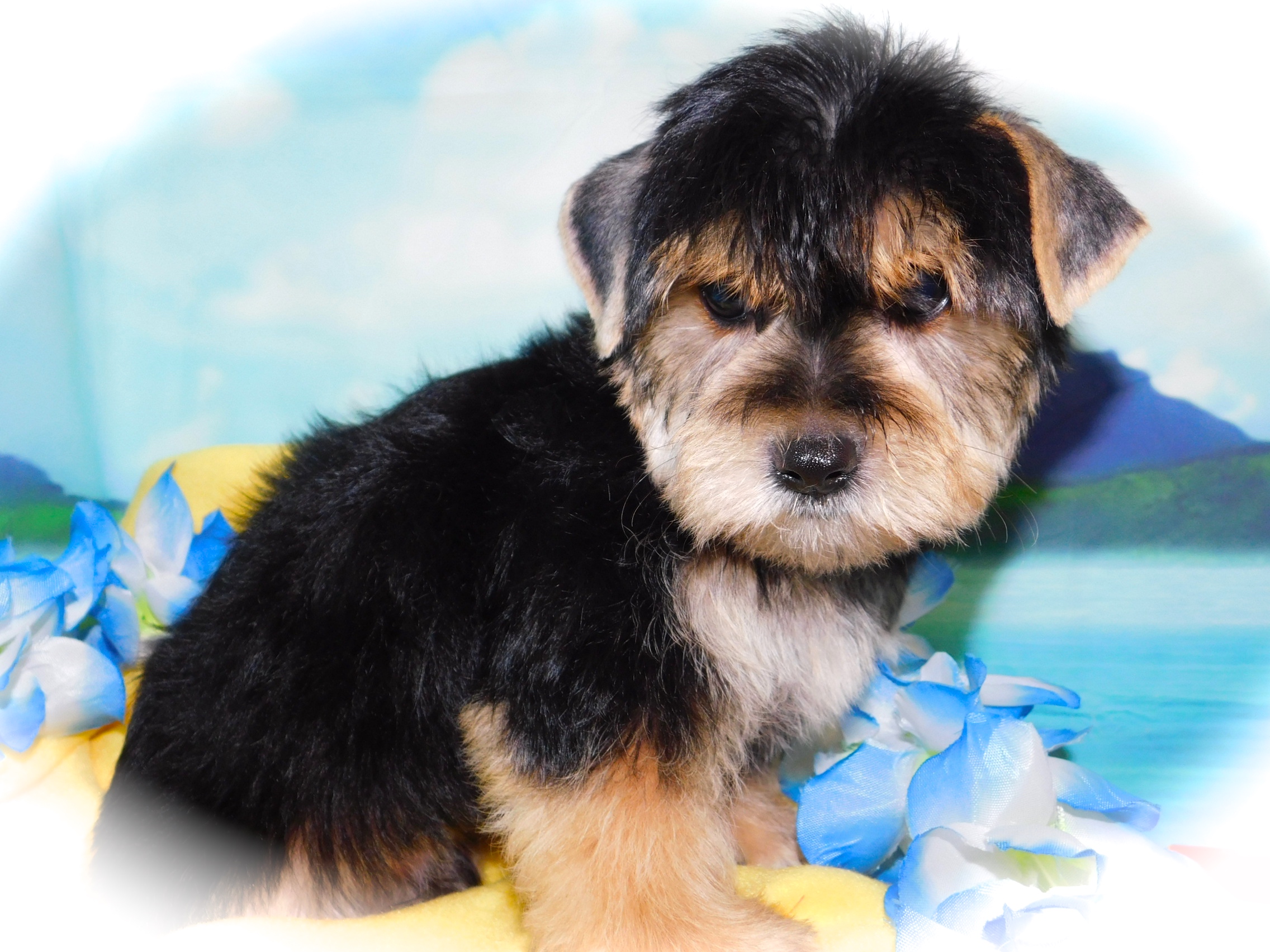 Hug-A-Pup The Puppy Specialists