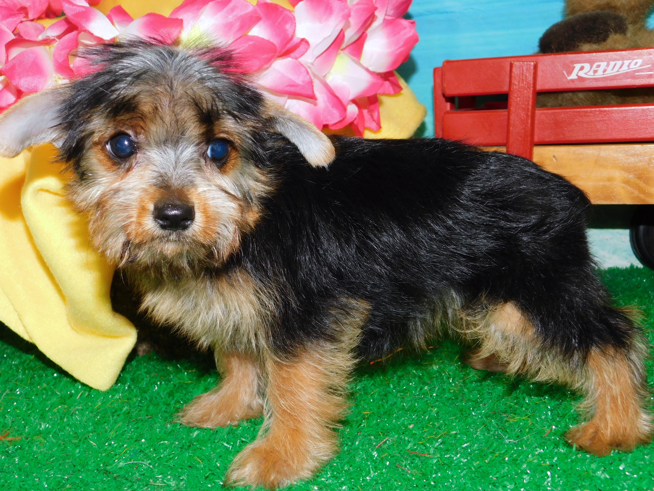 Hug-A-Pup The Puppy Specialists