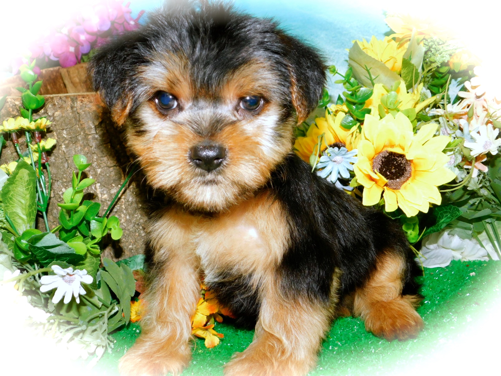 Hug-A-Pup The Puppy Specialists