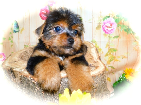 Hug-A-Pup The Puppy Specialists